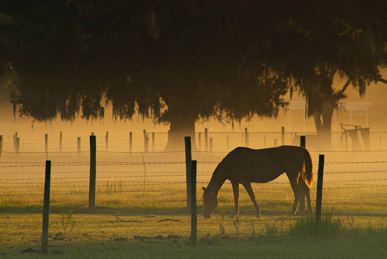 Horse Ranches for Sale for Sale in Florida - SVN McDonald
